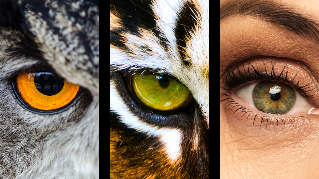 How the Quran Explains Evolution - Rational Religion